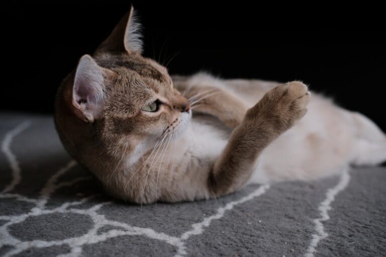 Katteracer - Se liste med alle +61 katteracer her