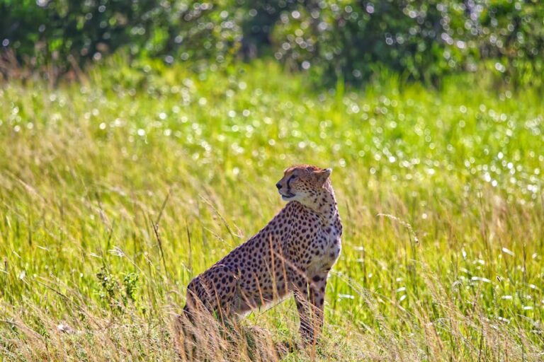 Katteracer - Se liste med alle +61 katteracer her